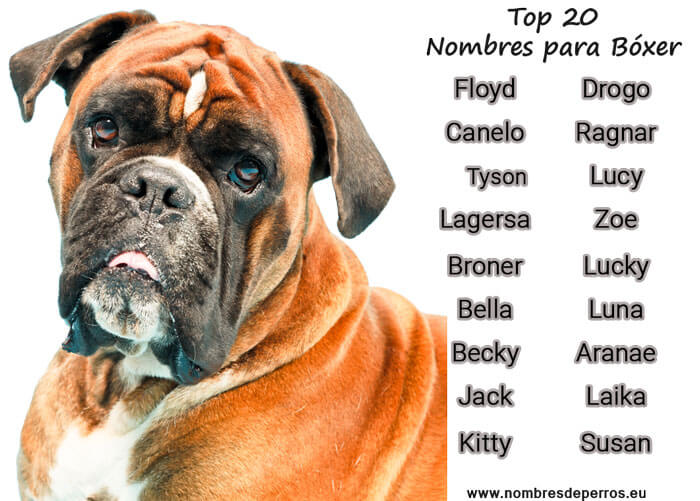 Best Boxer Dog Names Of All Time At Marilyn Rose Blog Best Boxer Dog Names Of All Time At Marilyn Rose Blog