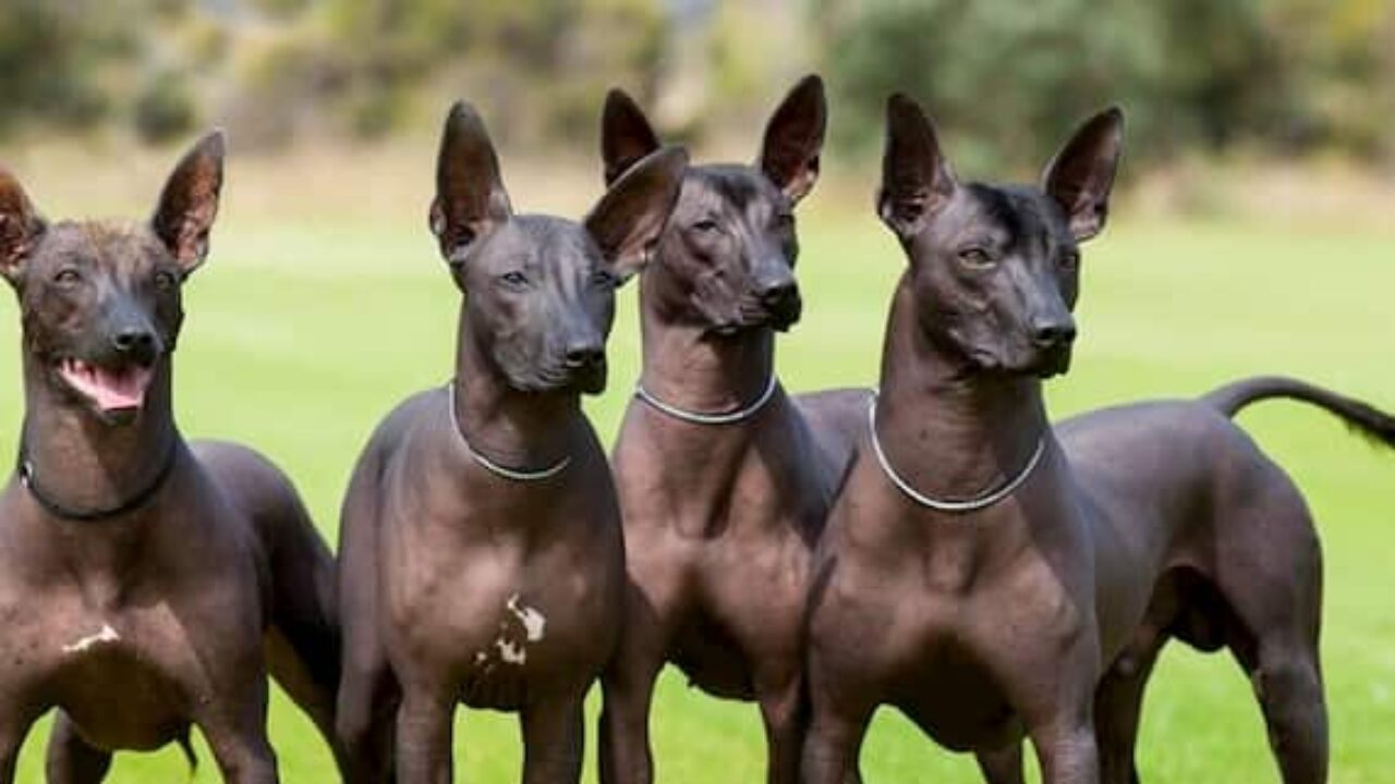 What Are Good Mexican Dog Names